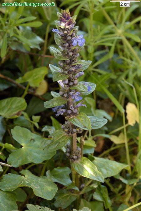Ajuga reptans, picture 5 of 17