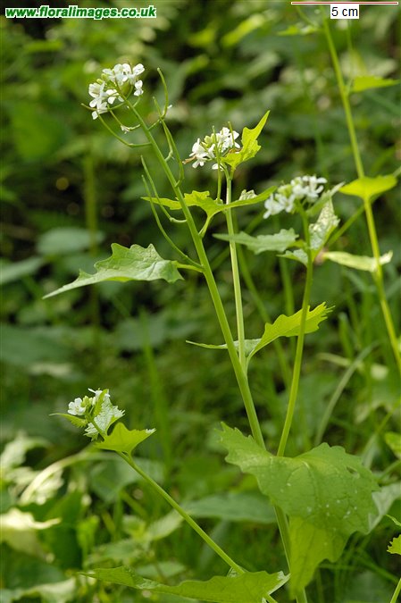 Alliaria petiolata, picture 7 of 9