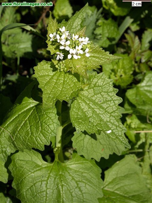 Alliaria petiolata, picture 3 of 9