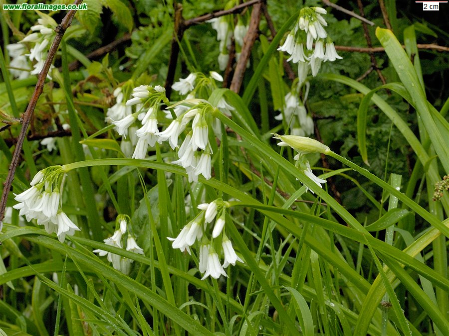 Allium triquetrum, picture 3 of 9