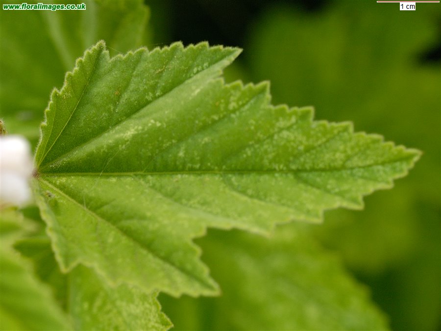 Althaea officinalis, picture 8 of 8