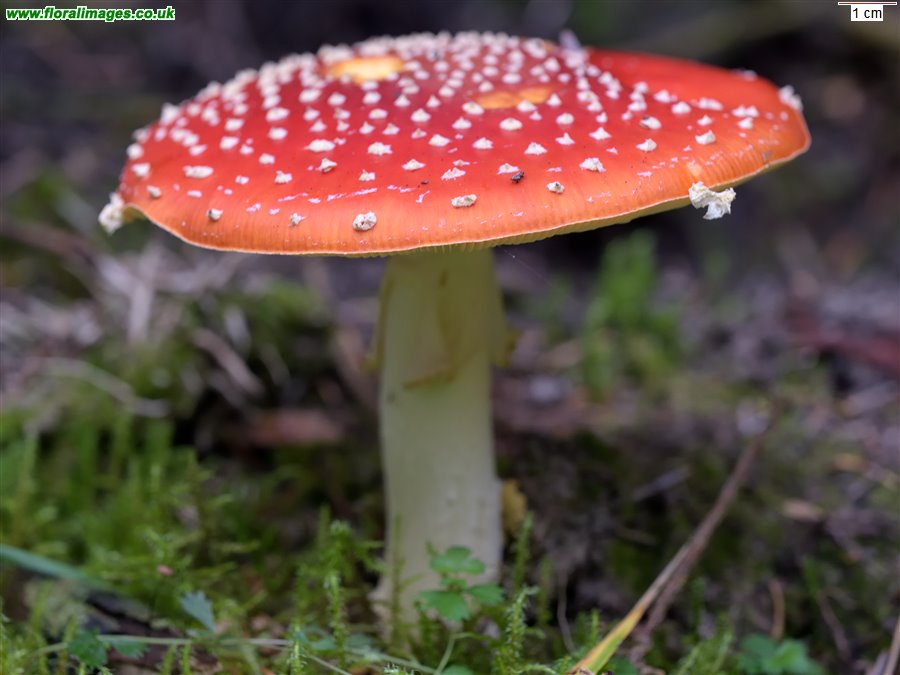 Amanita muscaria, picture 8 of 10