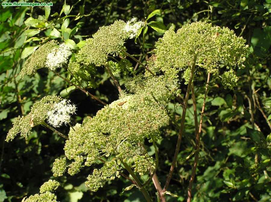 Angelica sylvestris, picture 14 of 17