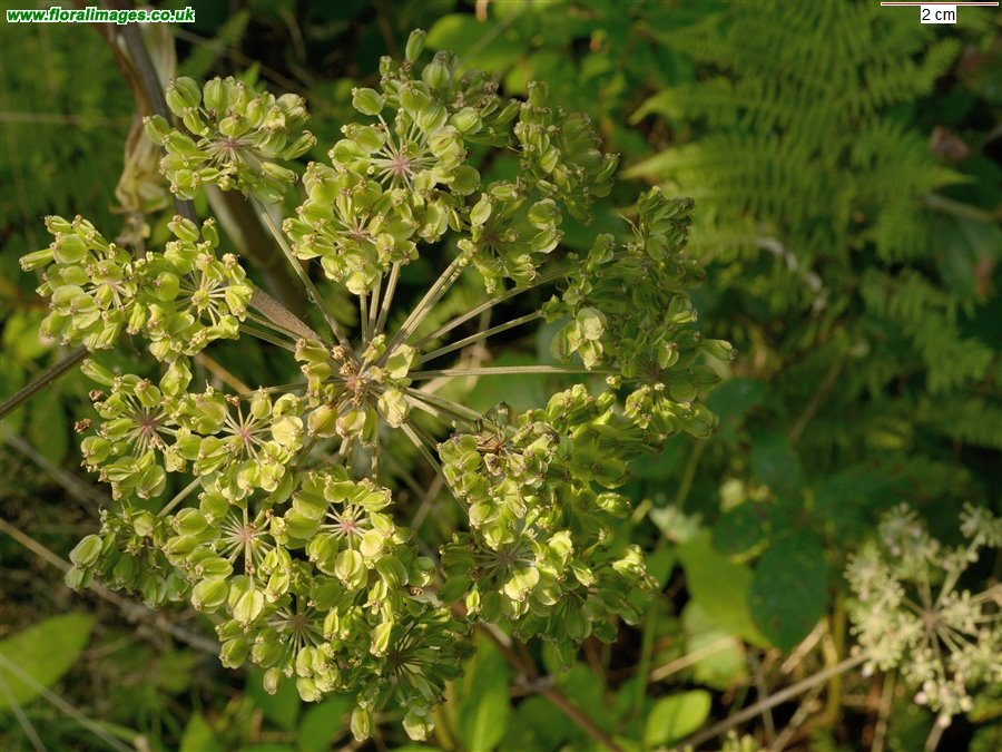 Angelica sylvestris, picture 14 of 20