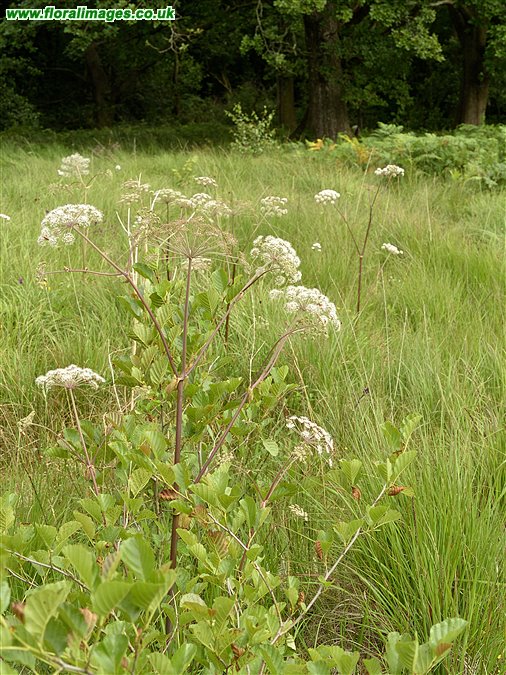 Angelica sylvestris, picture 7 of 22