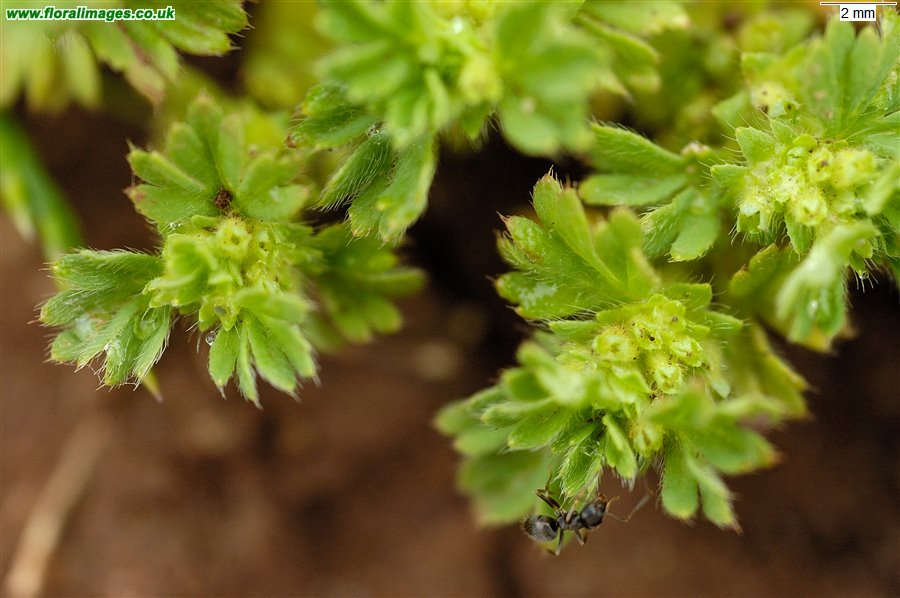 Aphanes Arvensis