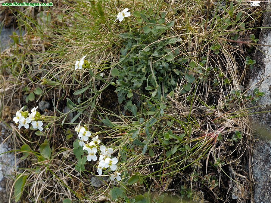 Arabidopsis petraea, picture 5 of 8