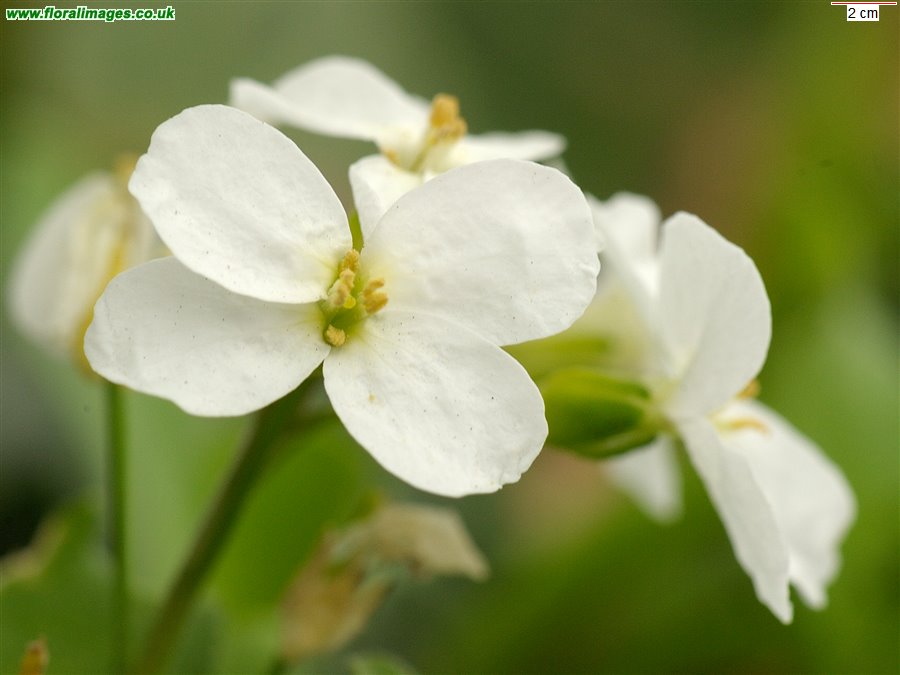 Arabis caucasica, picture 3 of 8