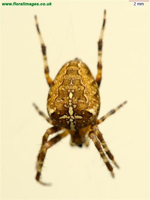 Araneus diadematus, picture 3 of 3