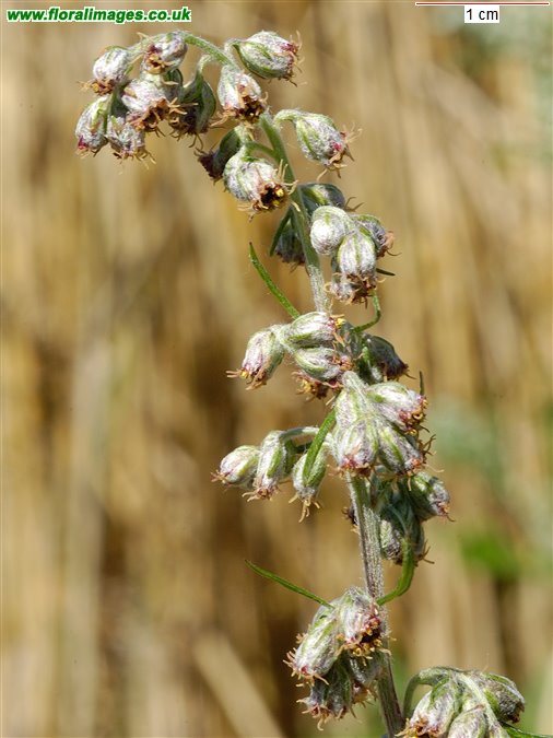 Artemisia vulgaris, picture 5 of 7