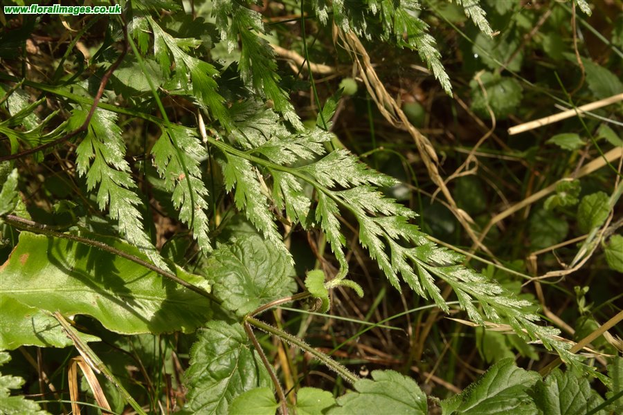 Asplenium onopteris, picture 7 of 18