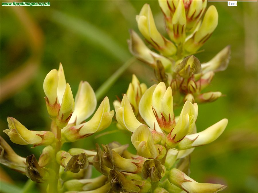 Astragalus glycyphyllos, picture 7 of 11