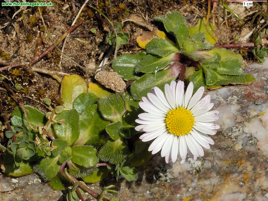 Bellis perennis, picture 2 of 6