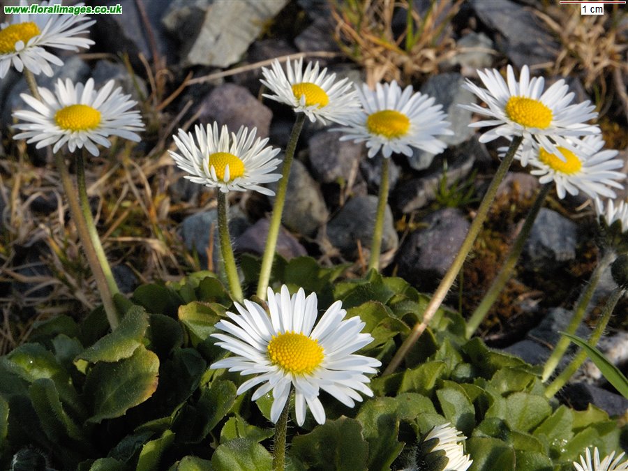 Bellis perennis, picture 5 of 6