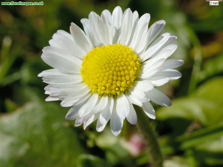 Bellis perennis, picture 5 of 7