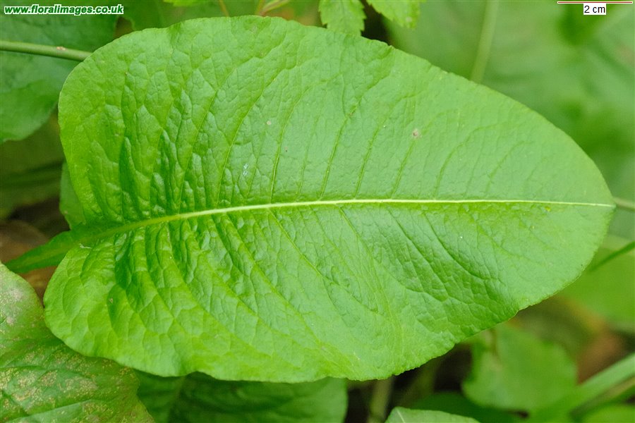 Bistorta officinalis, picture 11 of 12