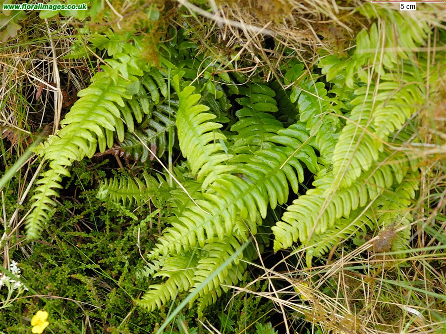 Blechnum spicant, picture 13 of 18