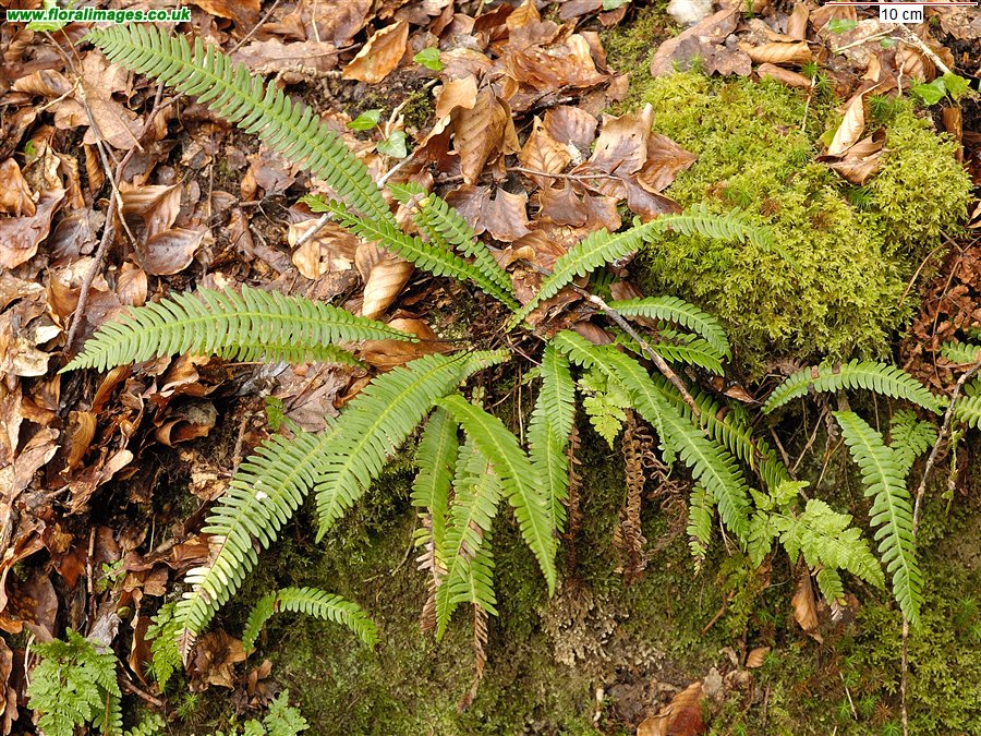 Blechnum spicant, picture 10 of 18