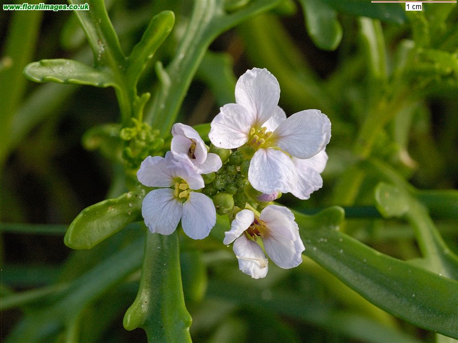 Cakile maritima, picture 10 of 17