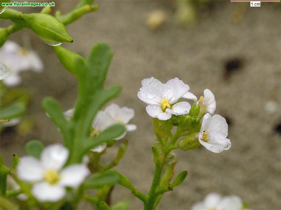 Cakile maritima, picture 11 of 17
