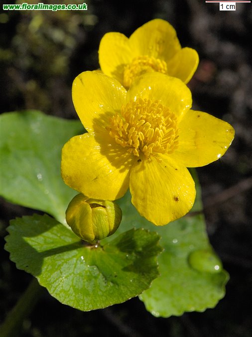 Caltha palustris, picture 21 of 32