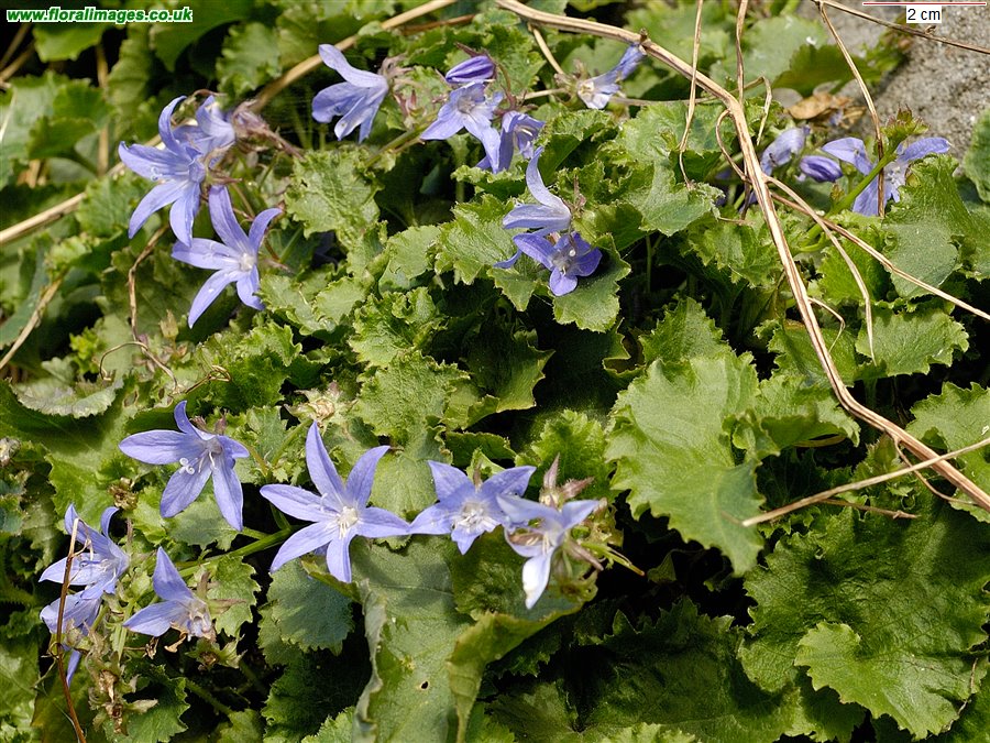 Campanula poscharskyana, picture 3 of 4