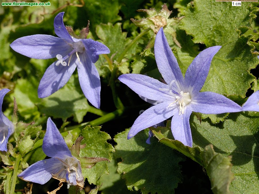 Campanula poscharskyana, picture 1 of 5