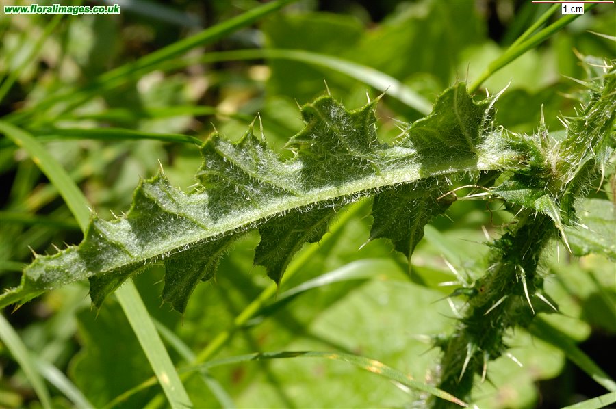 Carduus crispus, picture 12 of 17