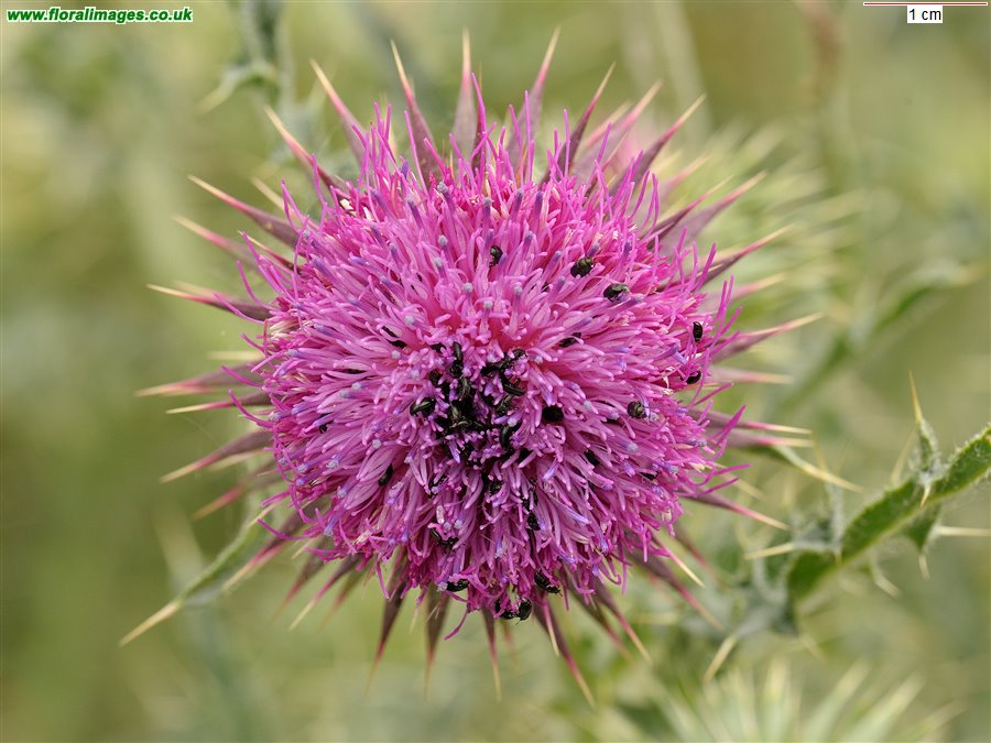 Carduus nutans, picture 8 of 17