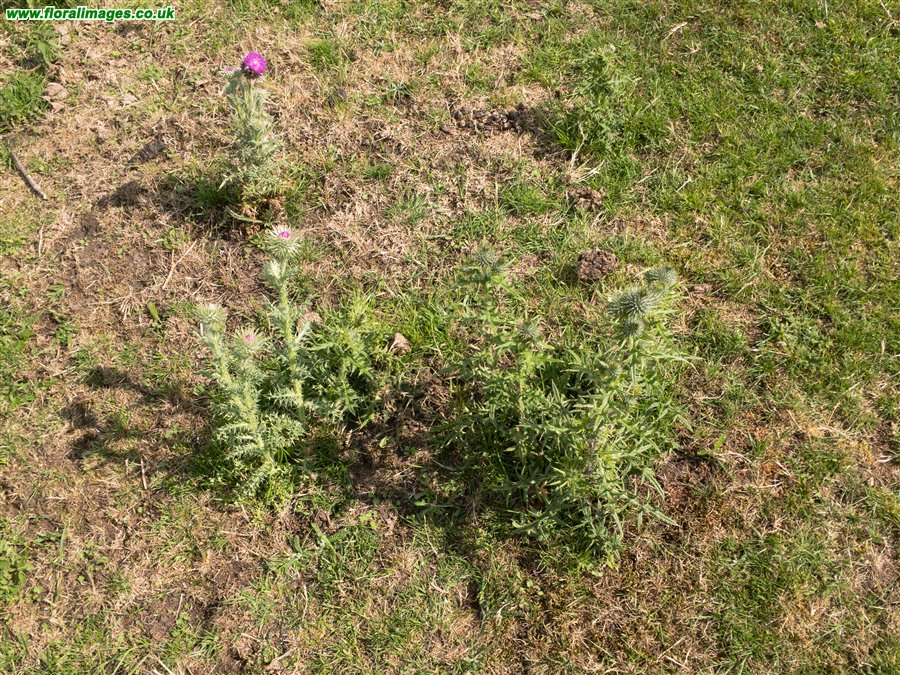 Carduus nutans, picture 13 of 22