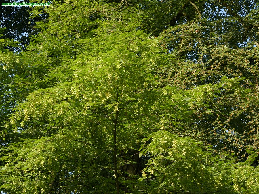 Carpinus betulus, picture 13 of 14