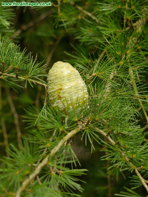 Cedrus deodara, picture 5 of 5