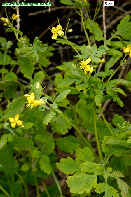 Chelidonium majus, picture 5 of 11