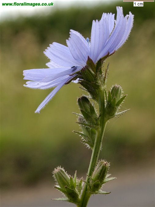 Cichorium intybus, picture 7 of 13