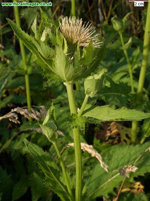 Cirsium oleraceum, picture 9 of 12
