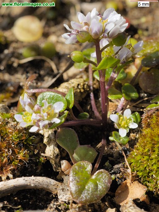Cochlearia danica, picture 5 of 10