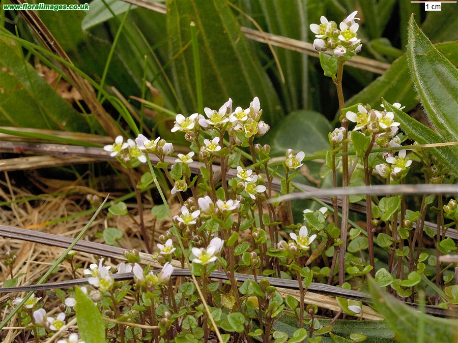 Cochlearia danica, picture 3 of 8