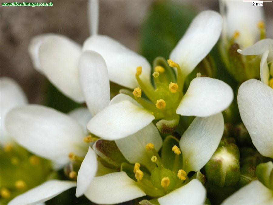 Cochlearia officinalis, picture 4 of 14
