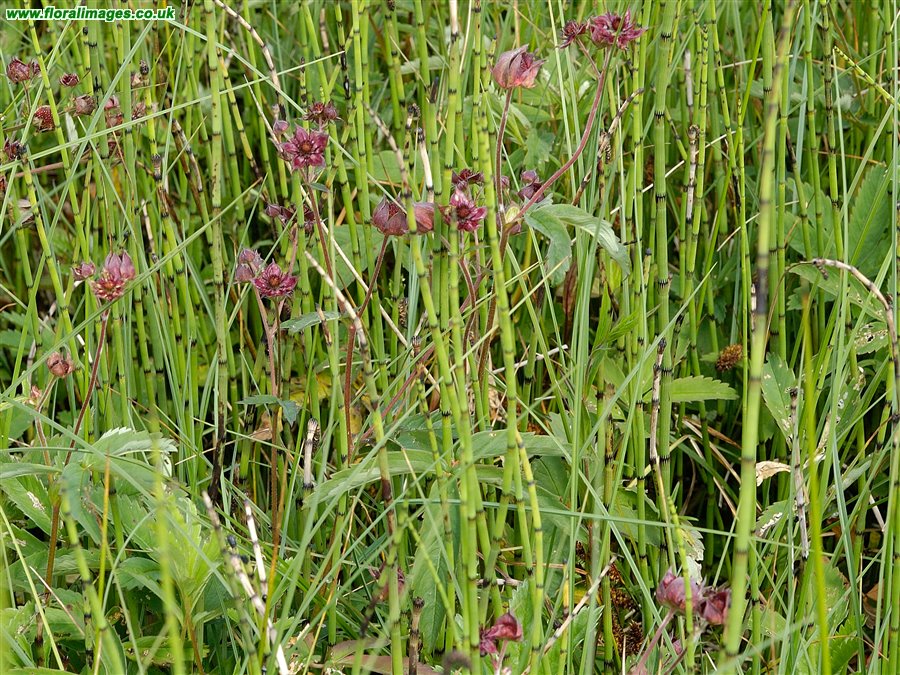 Comarum palustre, picture 15 of 16