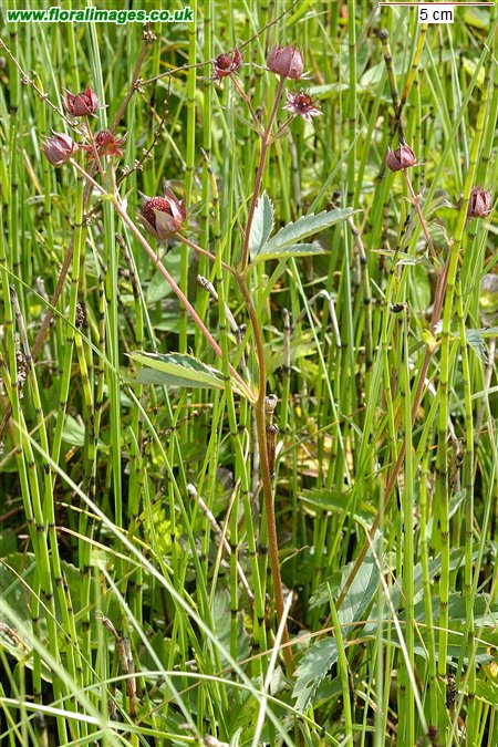 Comarum palustre, picture 2 of 13