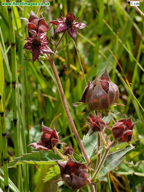 Comarum palustre, picture 5 of 16