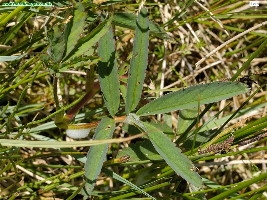 Comarum palustre, picture 16 of 16