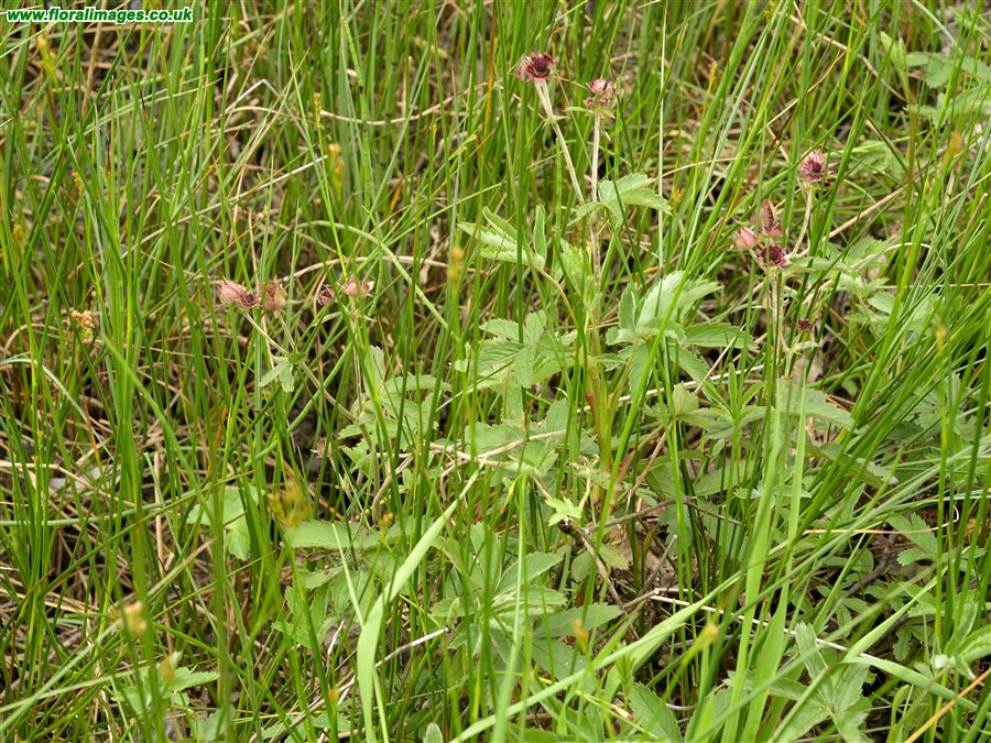 Comarum palustre, picture 9 of 16