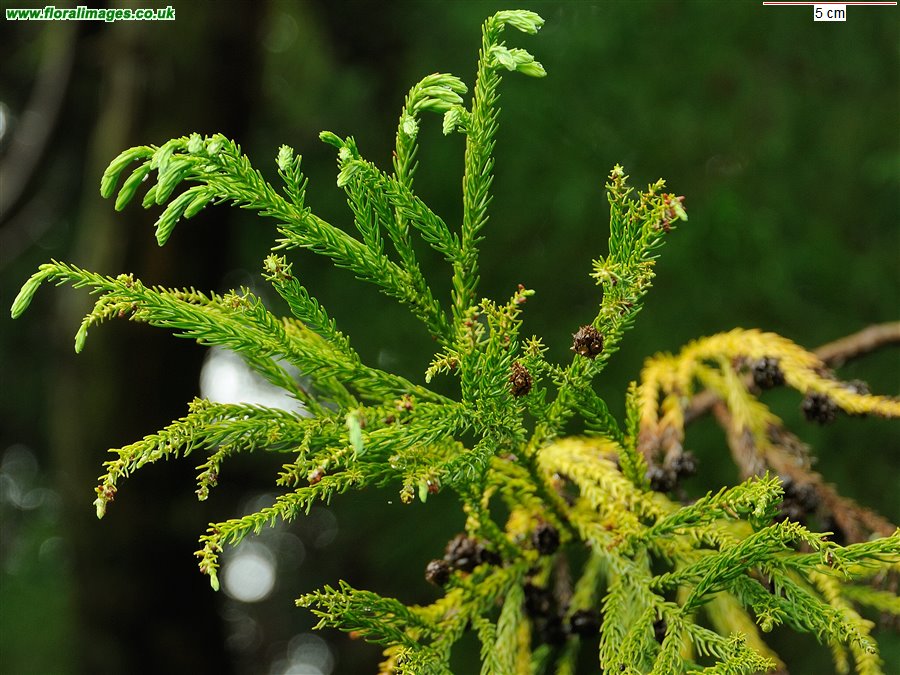 Cryptomeria japonica, picture 7 of 9