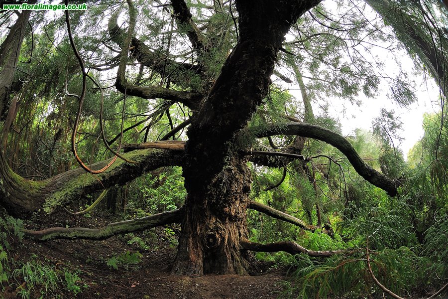 Cryptomeria japonica, picture 9 of 9