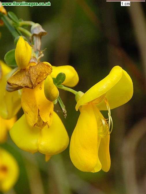 Cytisus scoparius, picture 6 of 11