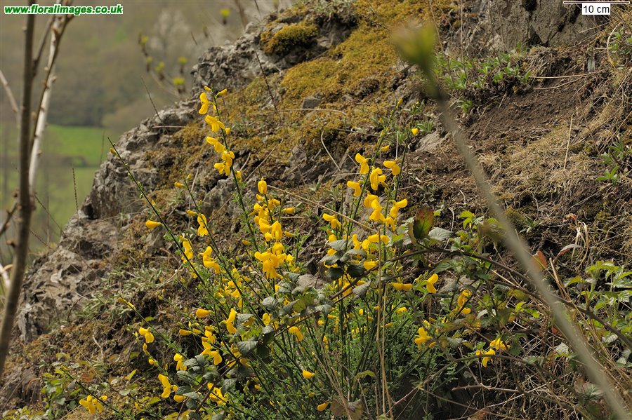 Cytisus scoparius, picture 9 of 11
