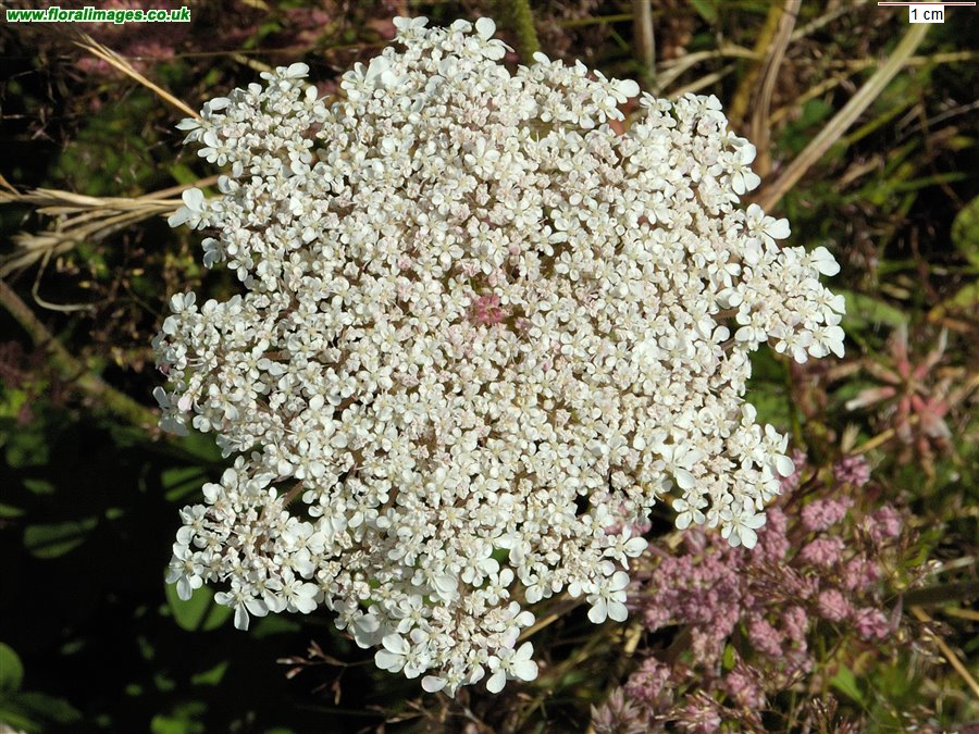 Daucus carota, picture 1 of 22