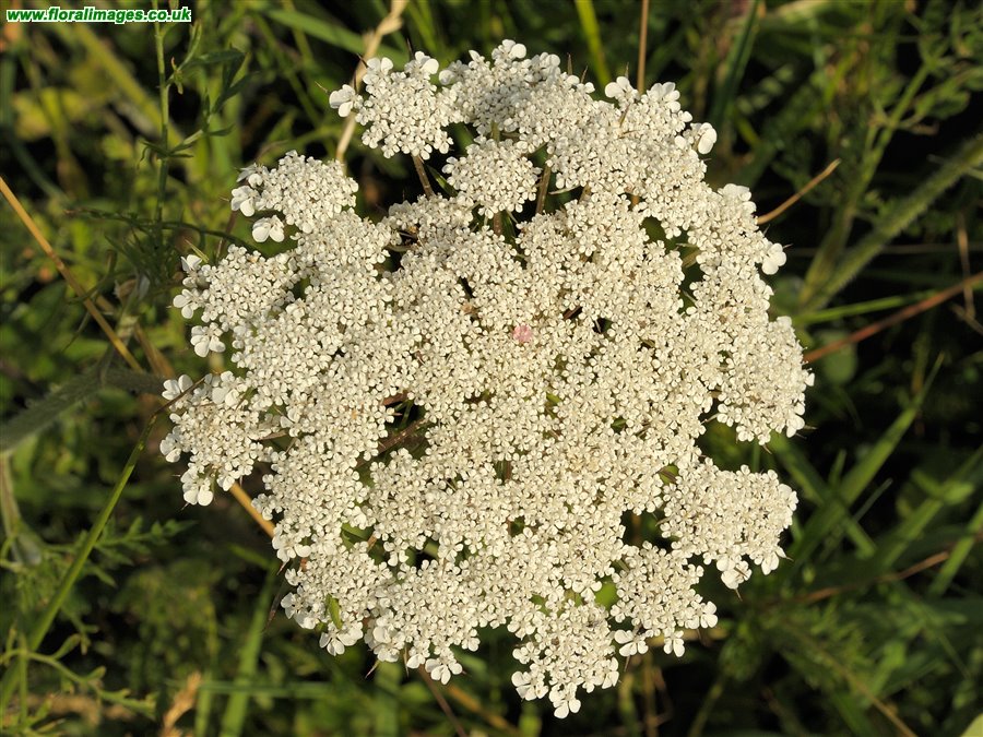 Daucus carota, picture 4 of 22