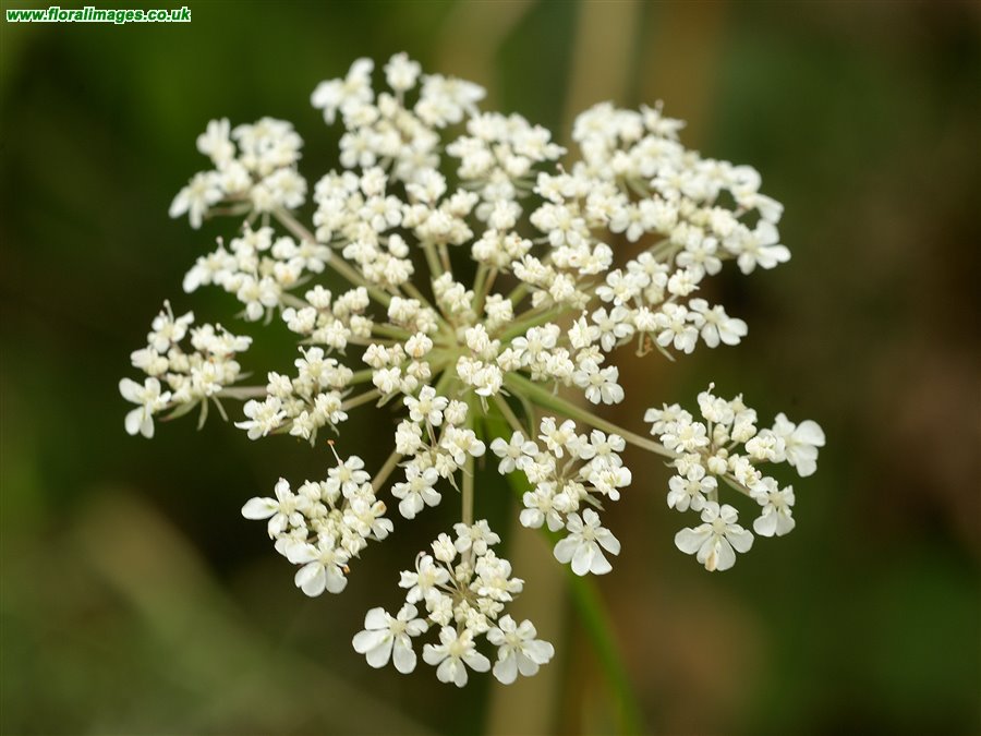 Daucus carota, picture 17 of 22
